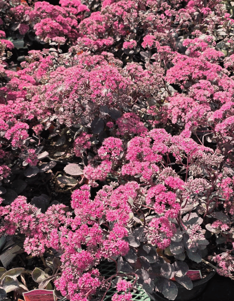 Local Nursery Tips Sedum Care Guide | Planting & Growing